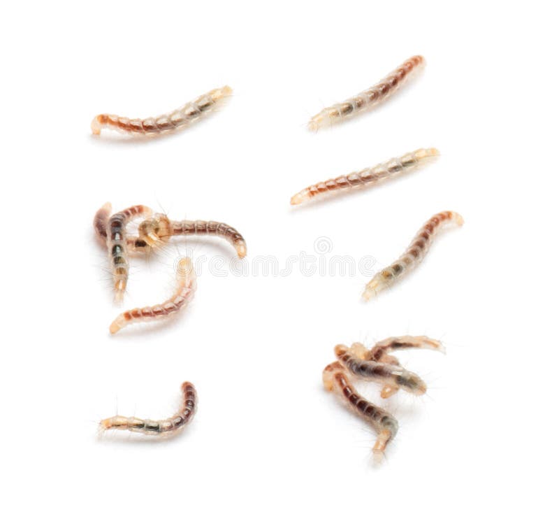 Flea Larvae View From Up High Isolated Stock Image Image 34066265