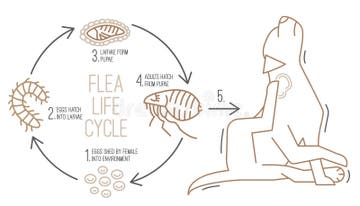 Flea Life Cycle. Four Stages. Vector Illustration Stock Vector ...