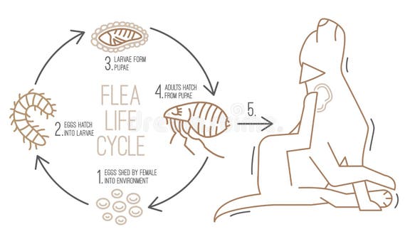 Flea Life Cycle. Four Stages. Vector Illustration Stock Vector ...