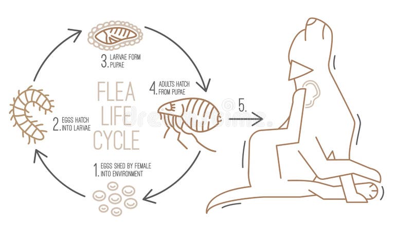 Flea Life Cycle. Four Stages. Vector Illustration Stock Vector ...