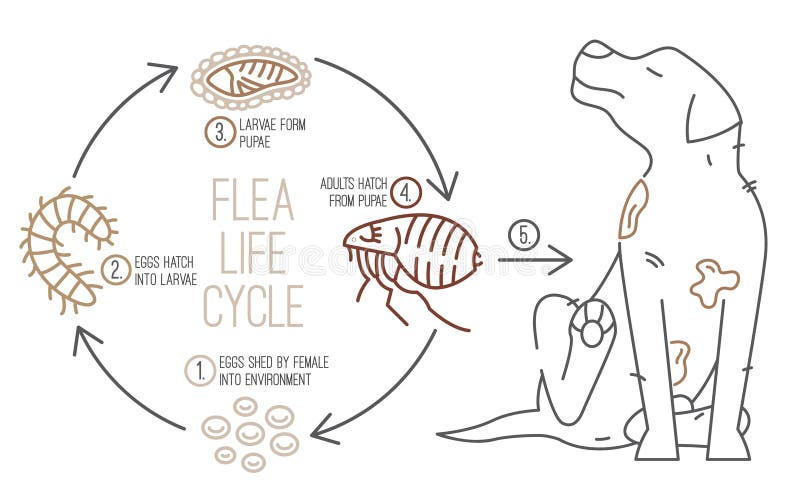 Flea Life Cycle. Four Stages. Vector Illustration Stock Vector ...