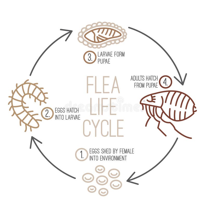Flea Life Cycle Four Stages Vector Illustration Stock Vector Illustration Of Larval