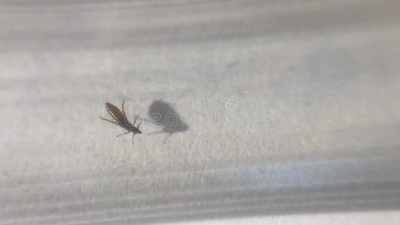Insect. Jumping flea stock video. Video of blood, hopping - 137768657