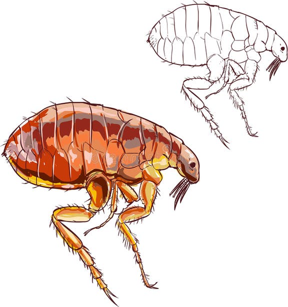 Drawing Flea Stock Illustrations – 1,500 Drawing Flea Stock ...