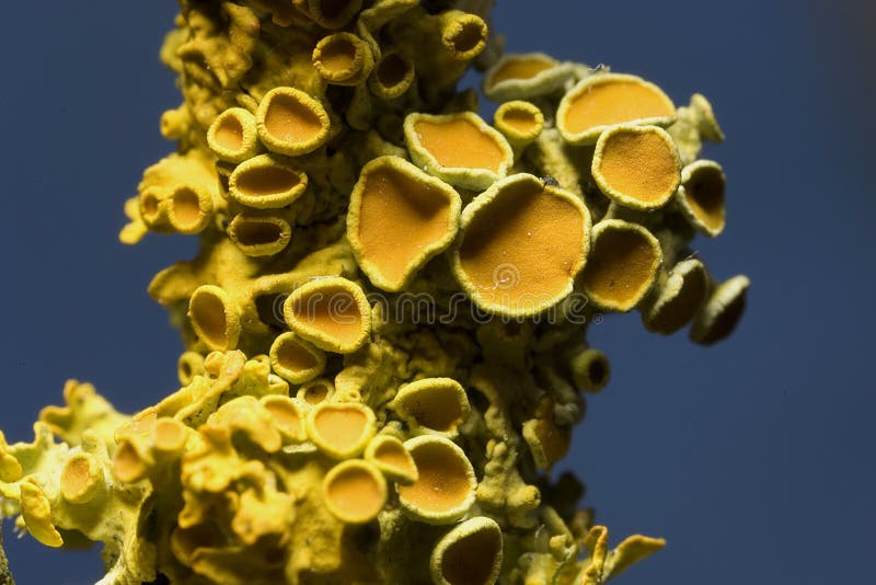 Flechte stockfoto. Bild von algen, platte, makro, blau - 498278
