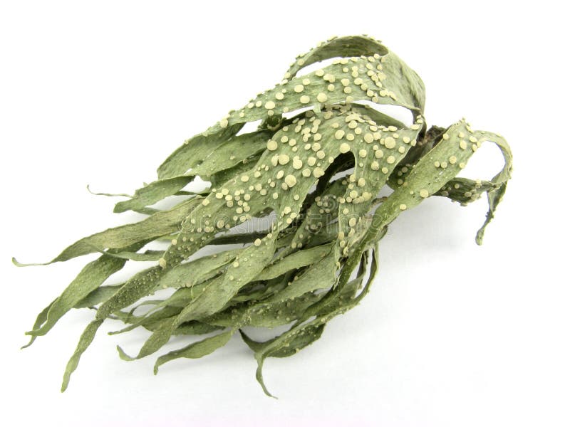 Flechte stockfoto. Bild von schön, alge, parasit, algen - 6818134