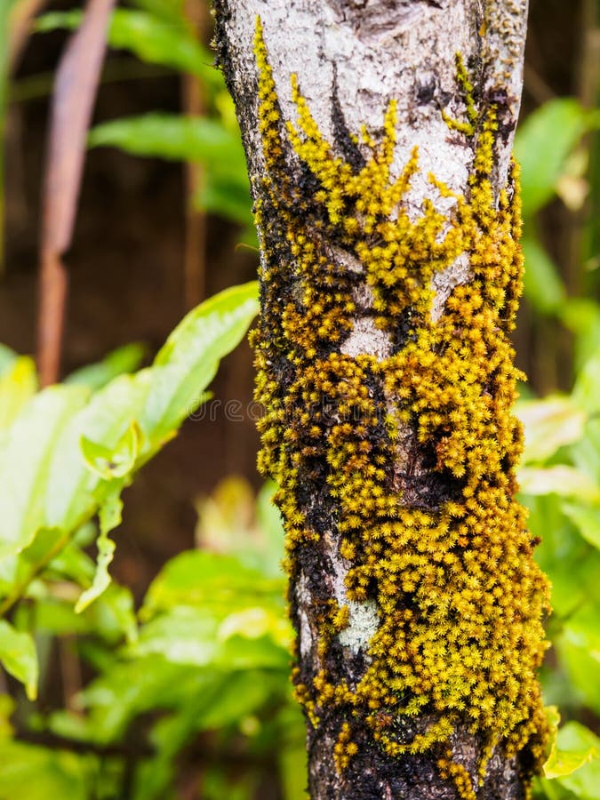 Flechte auf Baum stockfoto. Bild von dermatologie, farn - 54640582