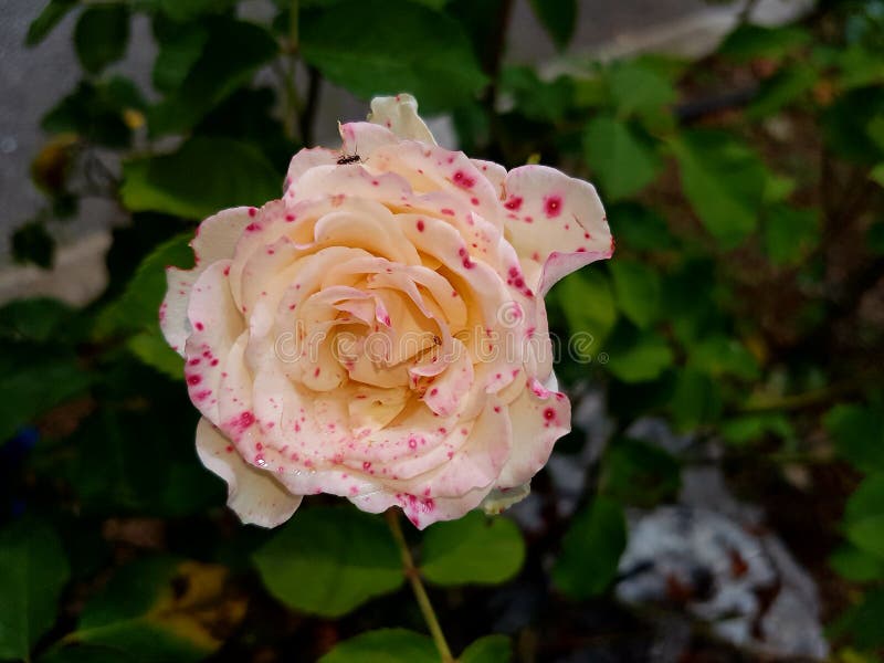 Rose Flecked Stock Photos - Free & Royalty-Free Stock Photos from ...