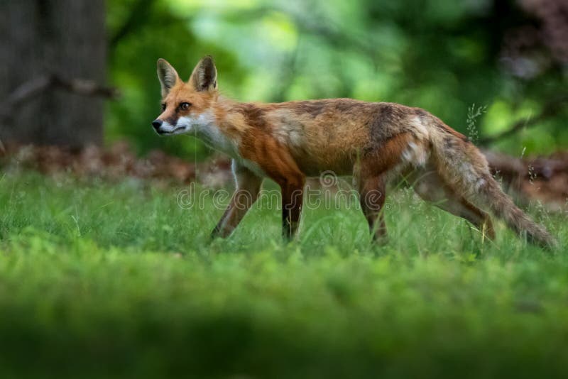 Flecken auf dem Prowl stockbild. Bild von wild, fuchs - 73903319