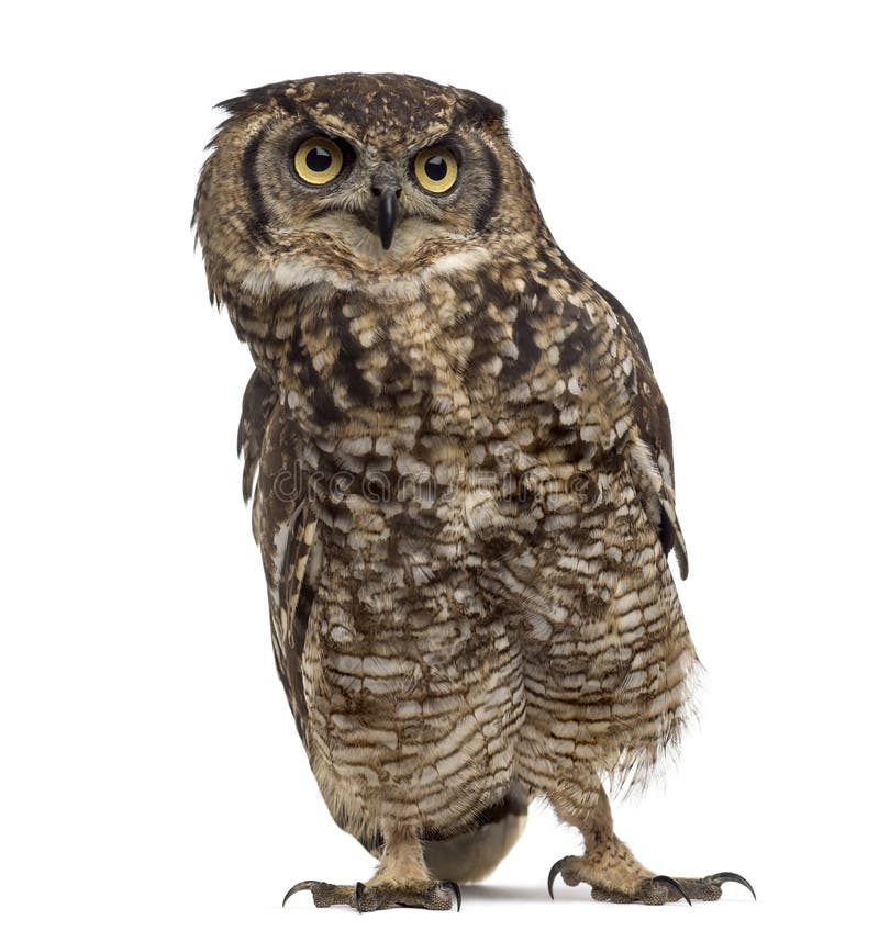 Fleckenkauz - Bubo Africanus Stockbild - Bild von wild, adler: 63254765