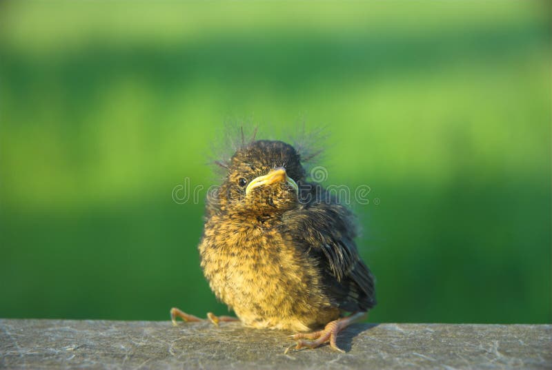 Fledgling Bird stock photo. Image of cute, wildlife, chick - 22707664