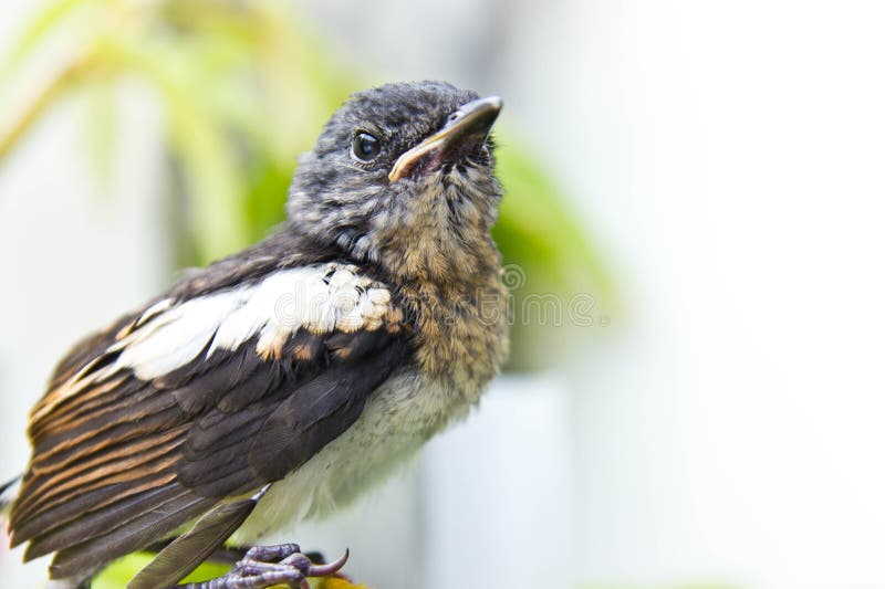 Fledgling bird stock image. Image of juvenile, bird, young - 25420353