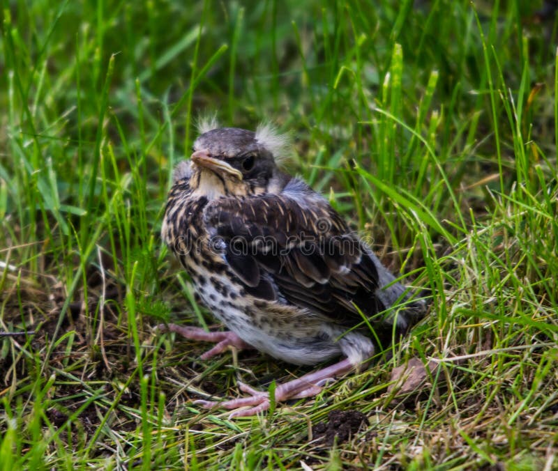 The fledgling Fieldfare stock photo. Image of life, birds - 96344234