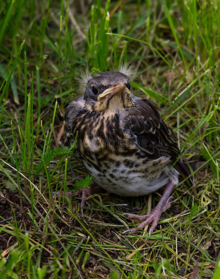 The fledgling Fieldfare stock image. Image of birds, beak - 96344339