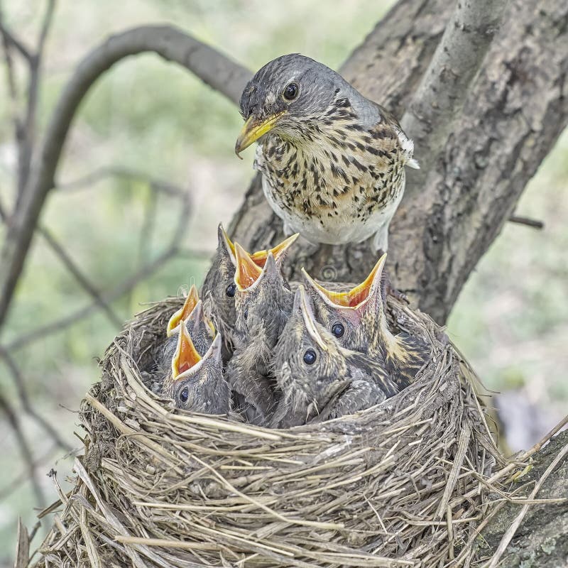 Fledgling Chicks Song Thrush Sitting in Nest, Life Nest with Chicks in ...
