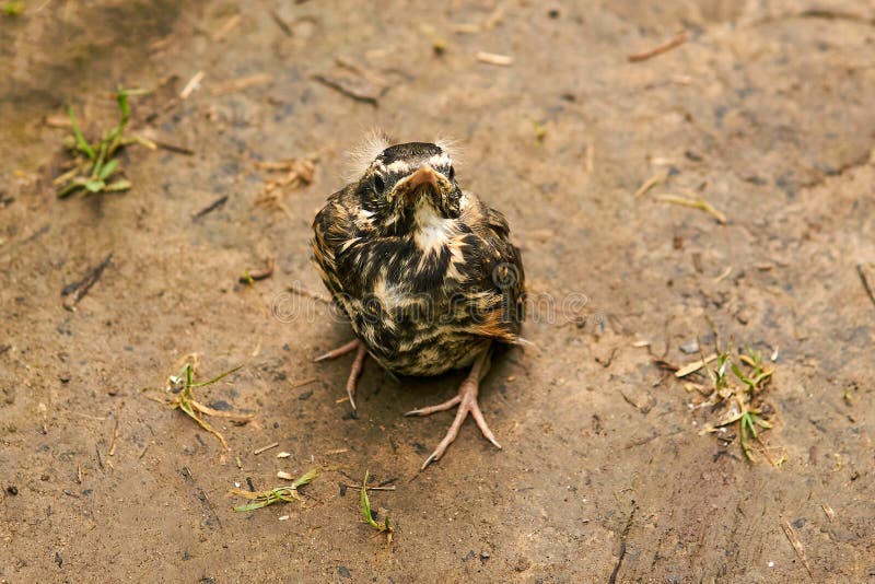 Fledgling Robin Sitting on a Path Stock Image - Image of mistle, bird ...