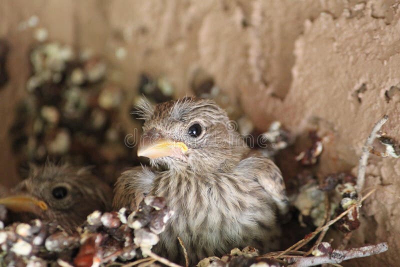 Sparrow Hatchling Stock Photos - Free & Royalty-Free Stock Photos from ...