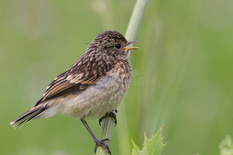 Fledgling Stonechat Stock Photos - Free & Royalty-Free Stock Photos ...
