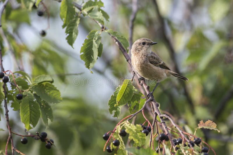 Fledgling stonechat stock photo. Image of passerine, birds - 58873870