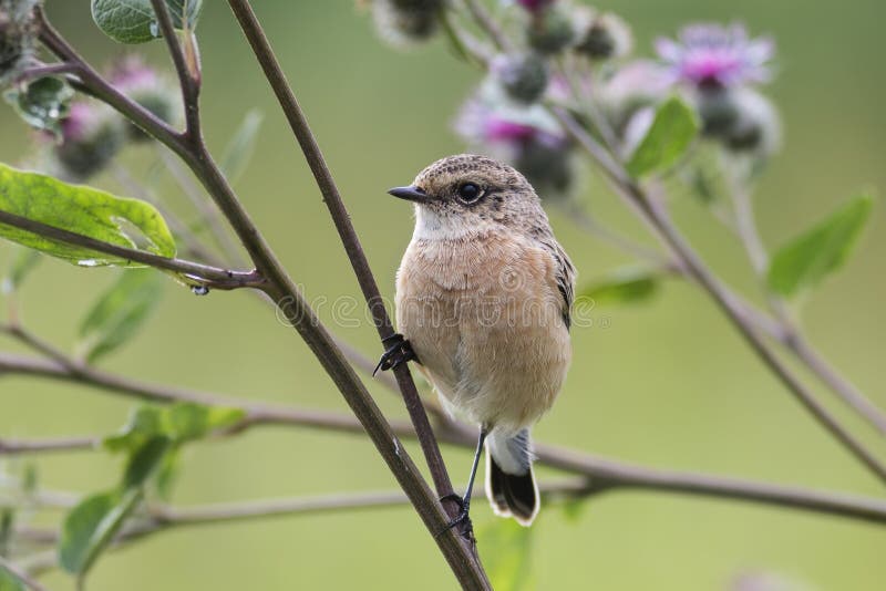 Fledgling stonechat stock photo. Image of branch, shake - 58873876