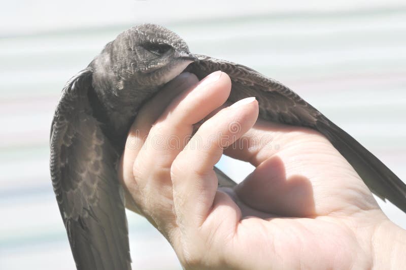Fledgling swift stock image. Image of beak, bird, bill - 16969213
