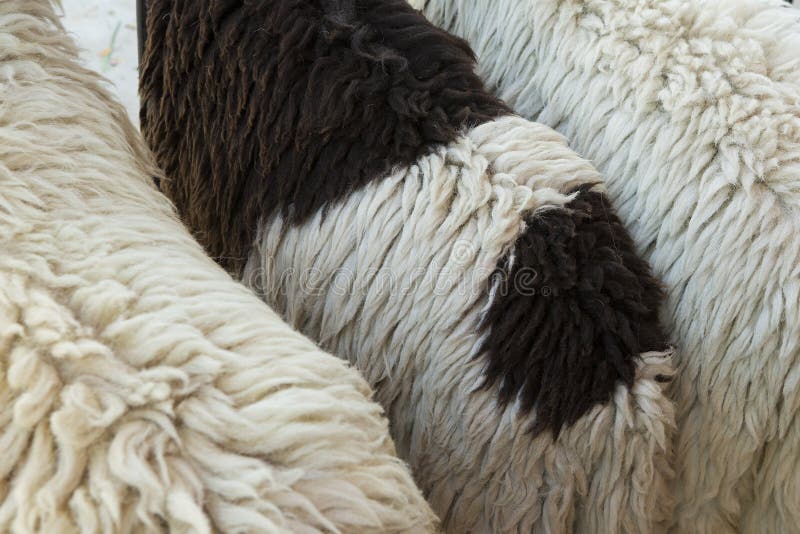 Fleece in the farm stock image. Image of nature, textile - 227885955