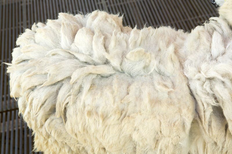 Fleece in the farm stock photo. Image of lamb, leather - 227885980