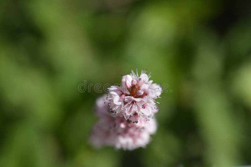 Fleece flower stock image. Image of pink, persicaria - 267941963