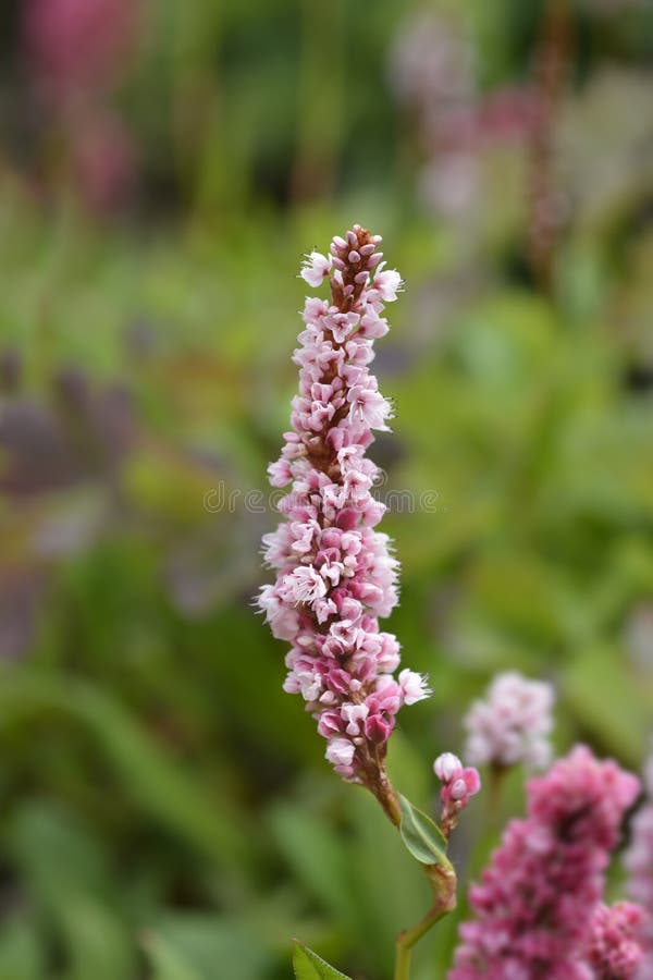 Fleece flower stock photo. Image of pink, green, knotweed - 187086722