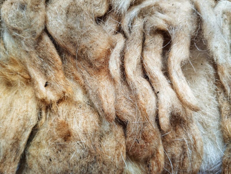 Fleece Texture Shoot on Close Up Stock Photo - Image of fashion, sherpa ...