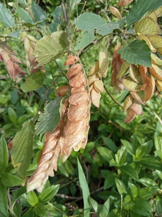 Flemingia Planta Con Flores Marrones Sobre Hojas Verdes Imagen de ...