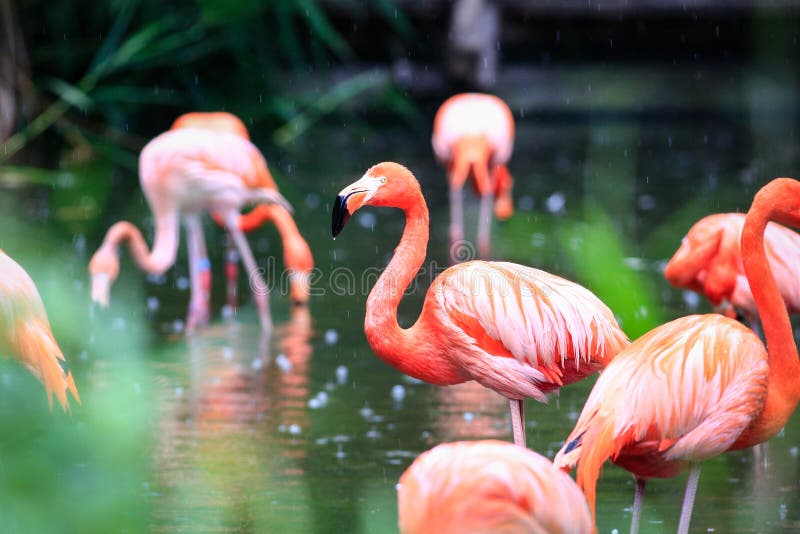 Flemingo stock image. Image of beauty, pink, nature, wild - 94084879