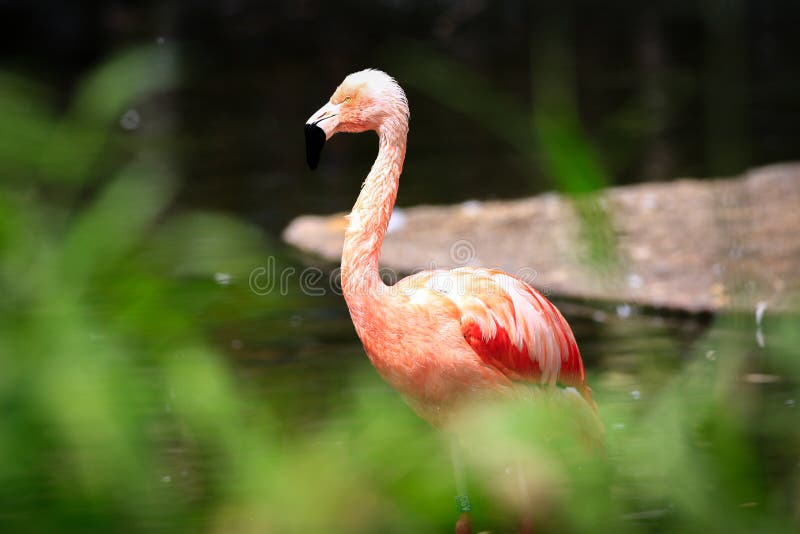 Bird Flemingo scenes stock photo. Image of chain, scenes - 131141076