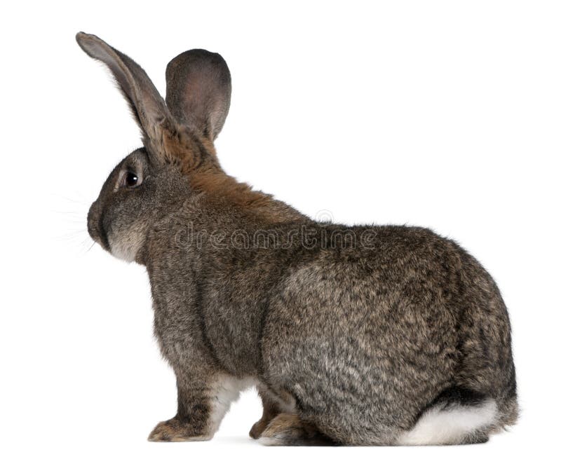 Grey Flemish Giant Rabbits