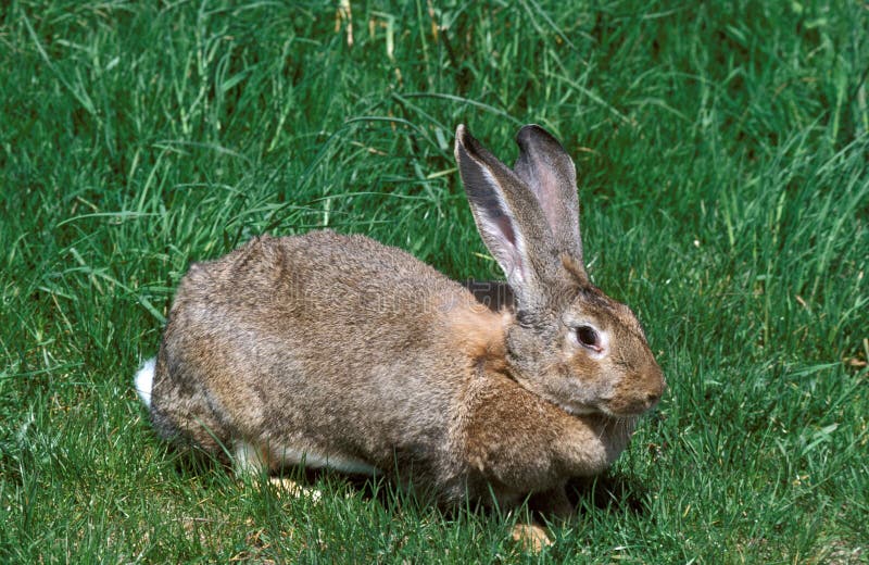 Flemish Giant Rabbit, Breed from Flanders in Belgium Stock Image ...