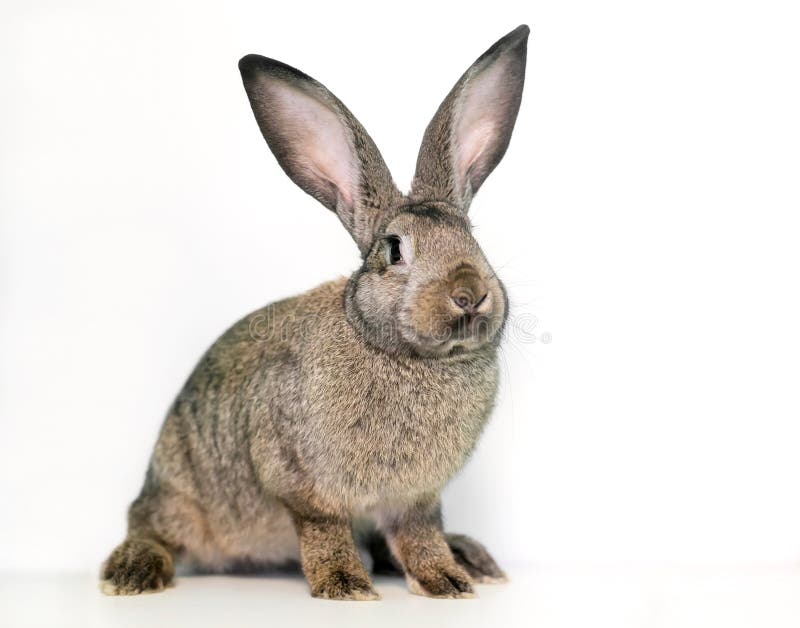 A Flemish Giant Rabbit with Large Ears Sitting Stock Photo - Image of ...