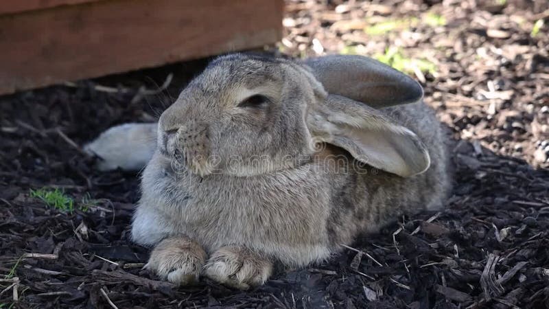 Flemish Giant Rabbit Sniffing the Air, Ireland Stock Video - Video of ...