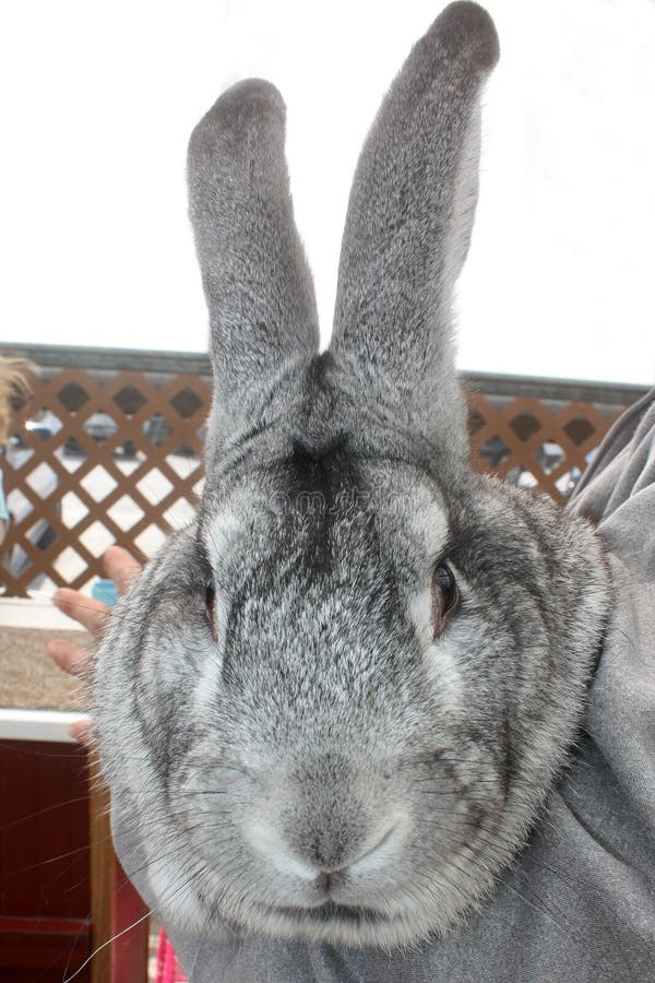 Flemish Rabbit stock image. Image of whiskers, mammal - 92114761
