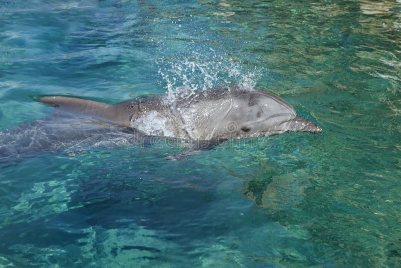 De Dolfijnen Van Bottlenose Bij De Baai Westelijk Australië Van De Haai ...