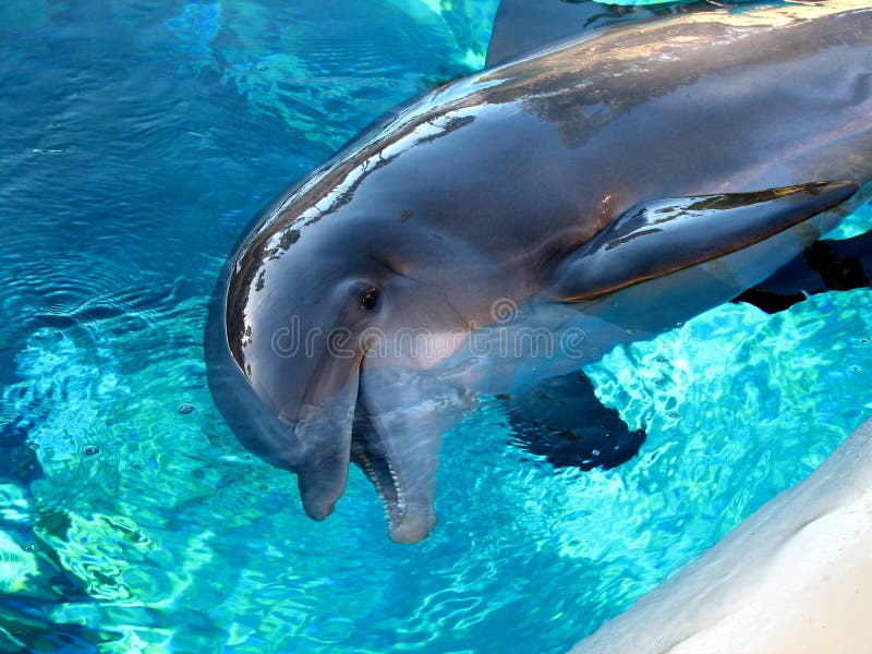 Fles-besnuffelde Dolfijn stock foto. Image of dolfijn - 7717556