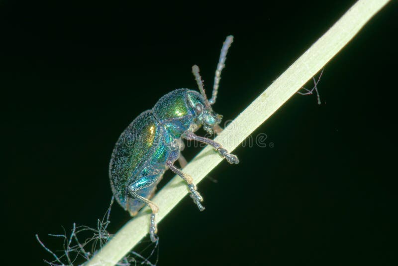 Fles-groene kever stock afbeelding. Image of groen, bladeren - 25338227