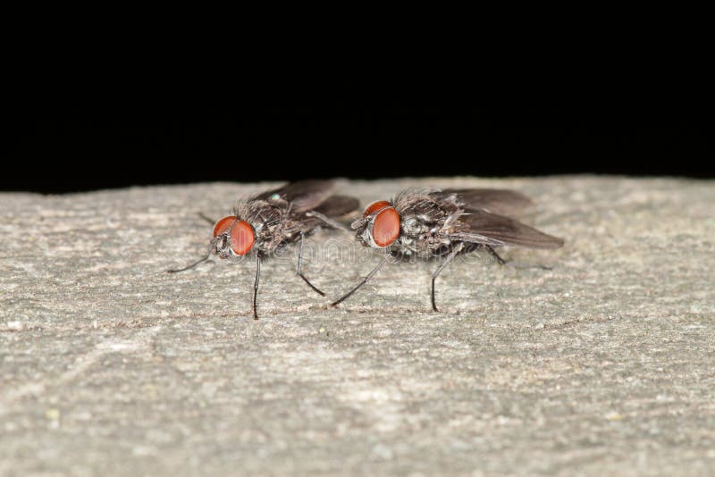 Flesh-flies stock photo. Image of sarcophagidae, nature - 23036566