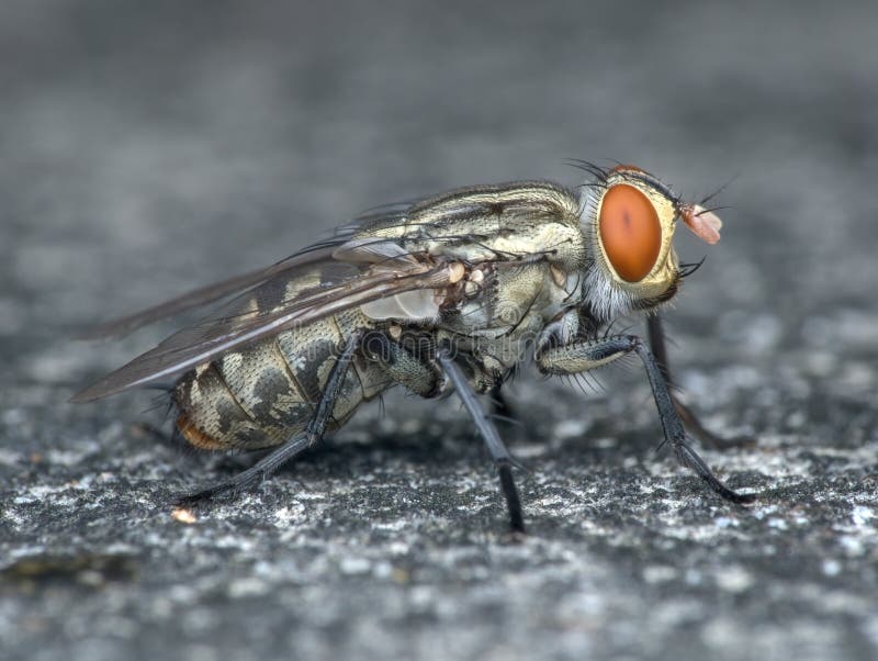 Flesh Fly on the Ground Seen from the Side Stock Photo - Image of ...