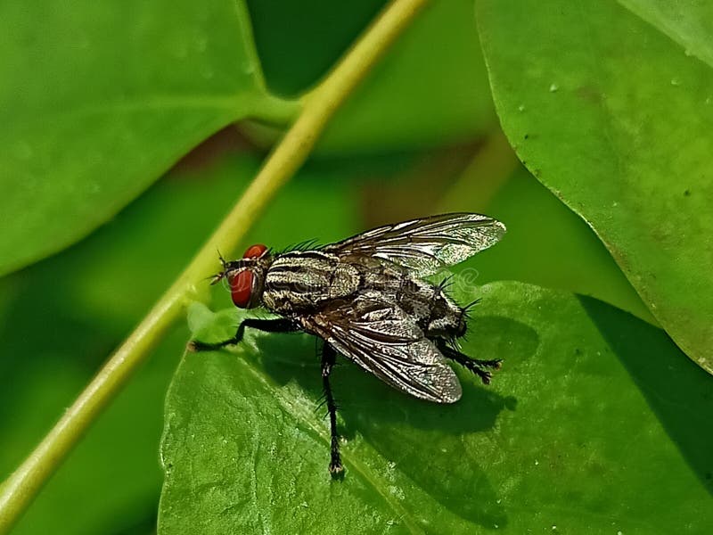 A Grey Flesh Fly Close Up Stock Image Stock Photo - Image of flesh ...