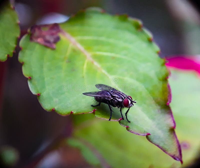 Bowfly Stock Photos - Free & Royalty-Free Stock Photos from Dreamstime