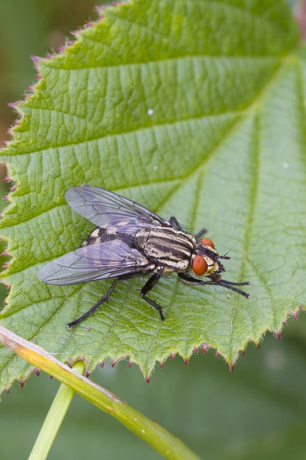 Flesh Fly (Sarcophaga Bercaea) Stock Image - Image of stinging, macro ...