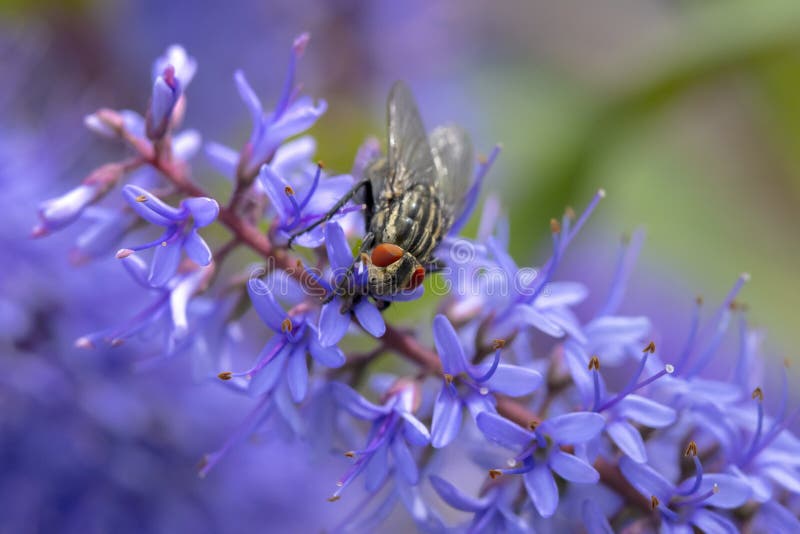 Flesh Fly, Sarcophagidae , Pollinating Purple Flowers Stock Photo ...