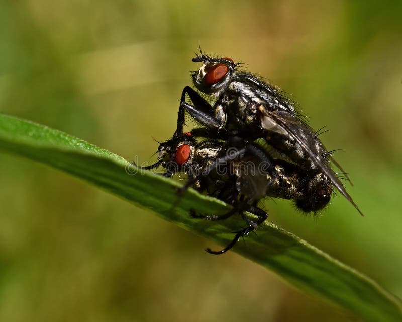 Flesh Fly, Sarcophagidae on a Straw Stock Photo - Image of detail ...