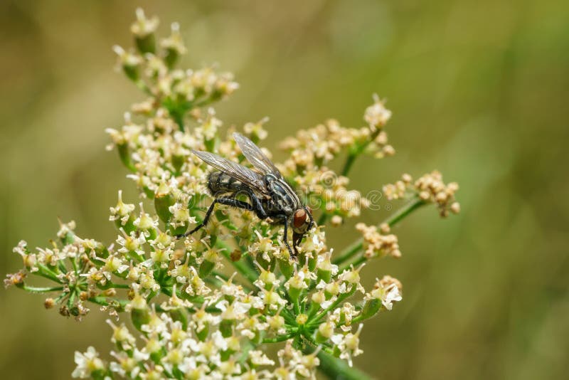Flesh Fly (Sarcophagidae) in the UK Stock Photo - Image of animals ...
