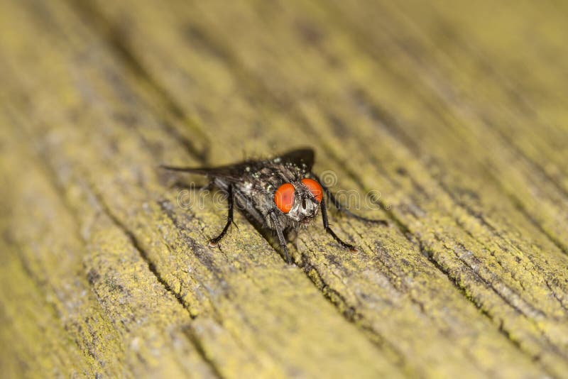 Flesh Fly stock image. Image of black, garden, disease - 43296199
